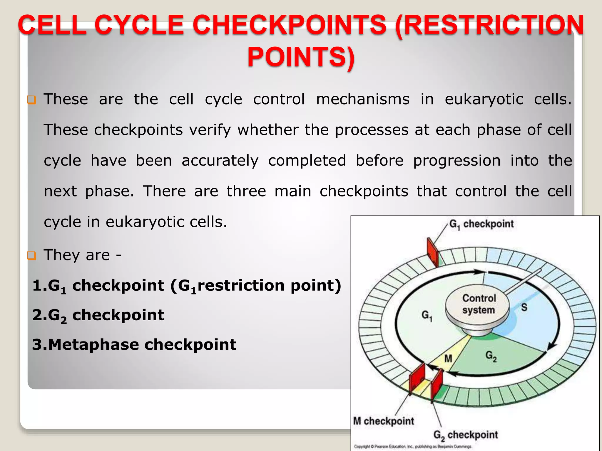 Cell Cycle and Its Control Mechanism : Devendra Kumar | PPTX