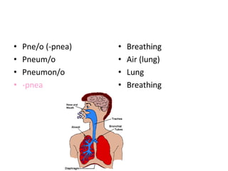 medicsl iermenology.ppt