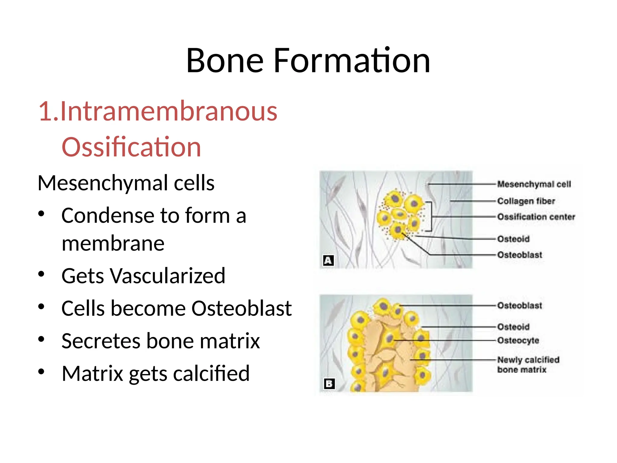 histology of bone first year anatomy.pptx