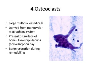 histology of bone first year anatomy.pptx