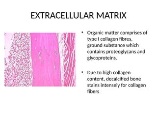 histology of bone first year anatomy.pptx