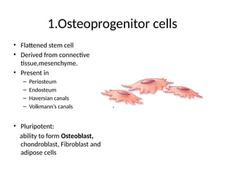 histology of bone first year anatomy.pptx