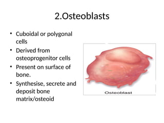 histology of bone first year anatomy.pptx
