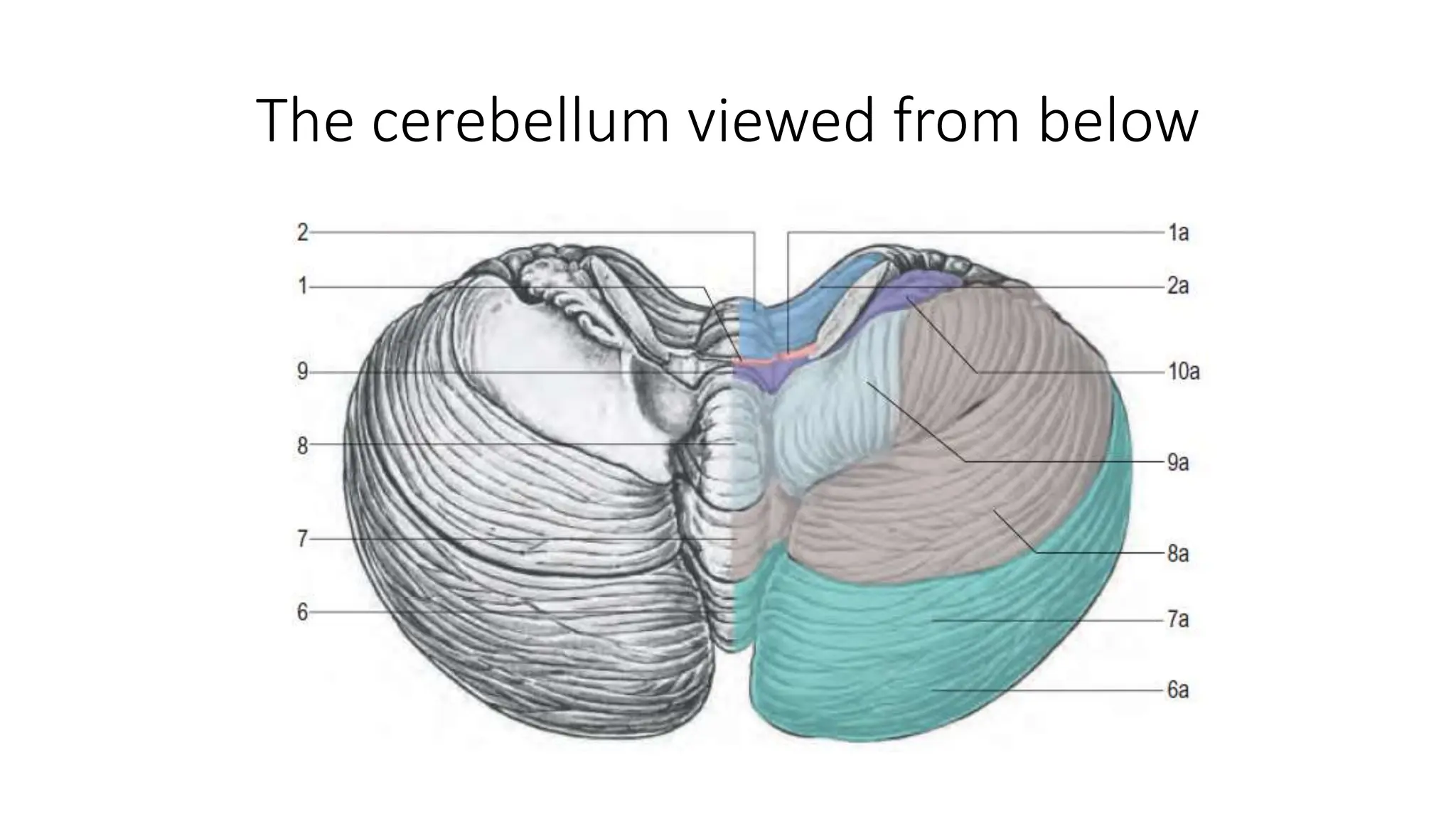 996_Cerebellum anatomy yes it is cerebellum.pptx