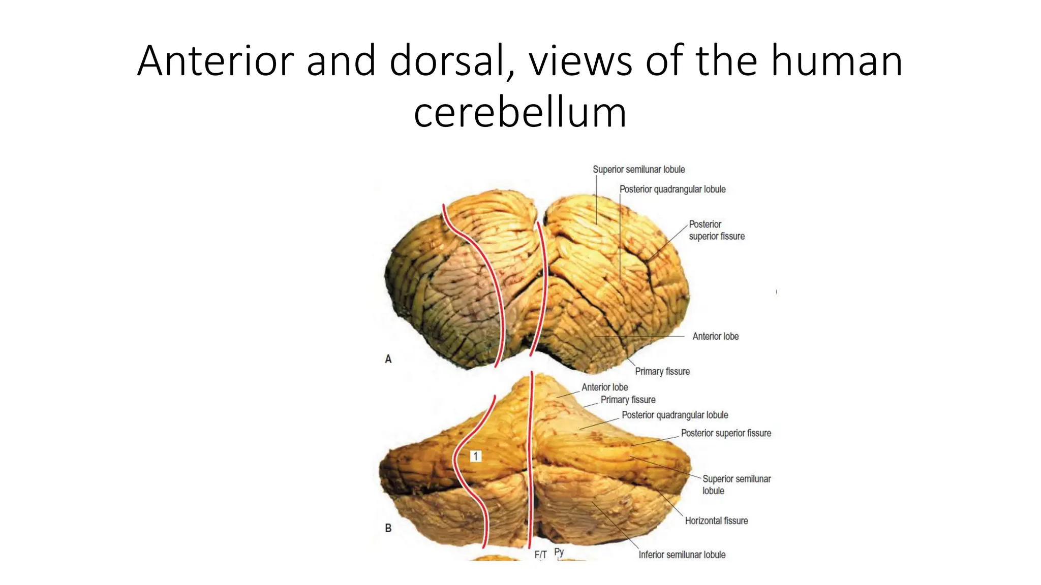 996_Cerebellum anatomy yes it is cerebellum.pptx