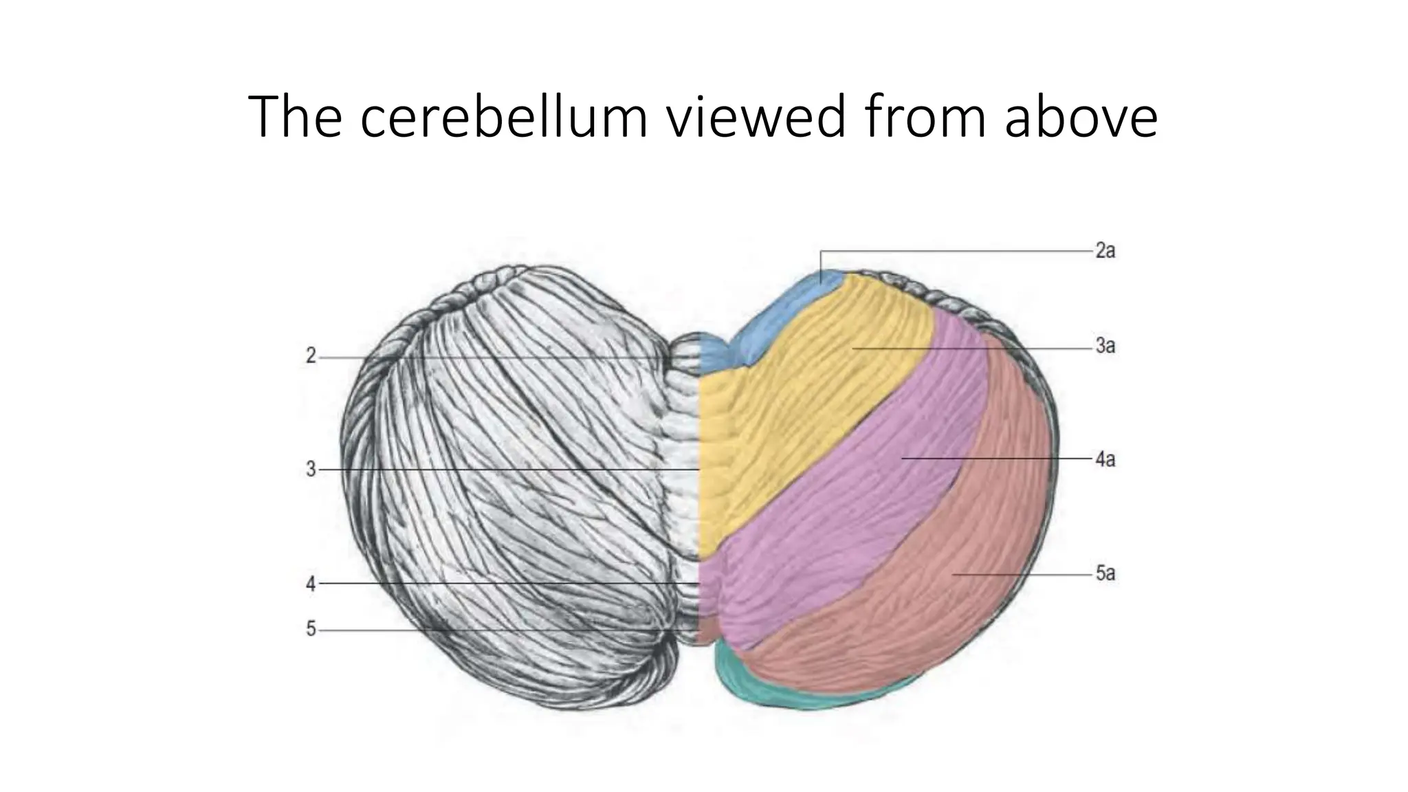 996_Cerebellum anatomy yes it is cerebellum.pptx