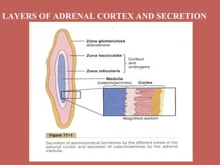 997399 adrenal-glands | PPT | Endocrine and Metabolic Diseases ...