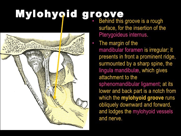Mylohyoid Groove Anesthetic Efficacy Of The Mylohyoid Nerve Block And