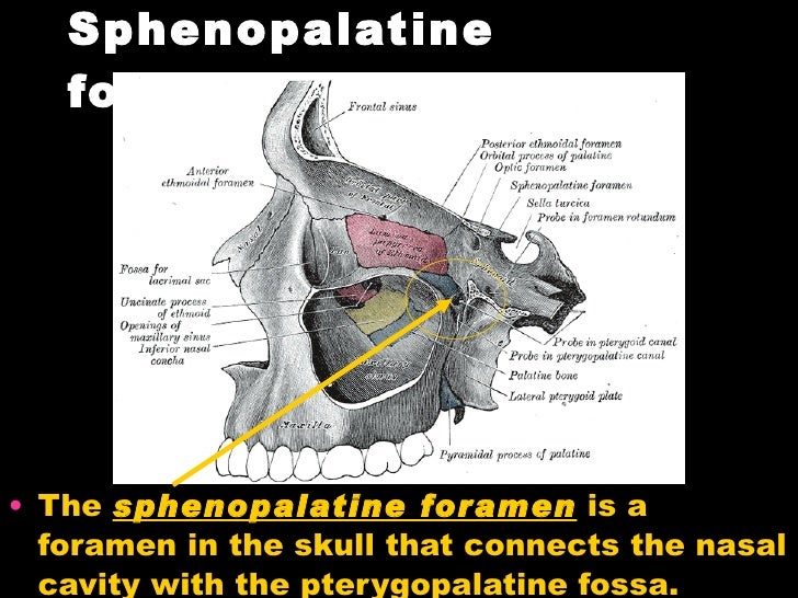 The Head - Human Anatomy