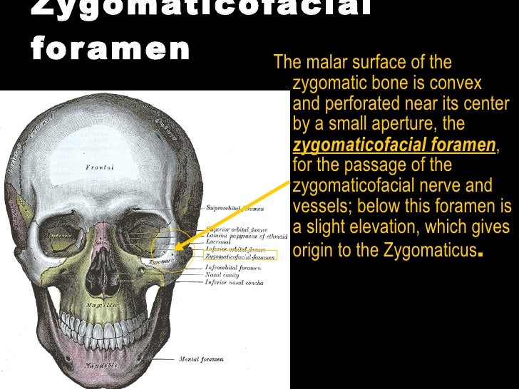 Zygomaticofacial Nerve Wikipedia