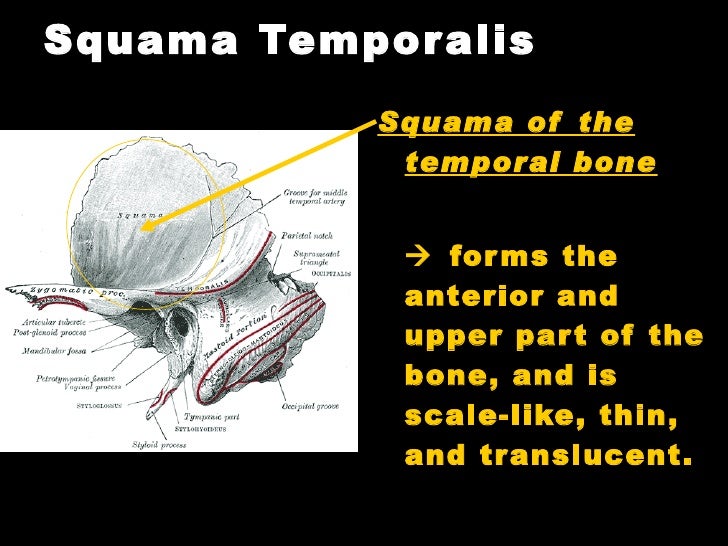 The Head - Human Anatomy