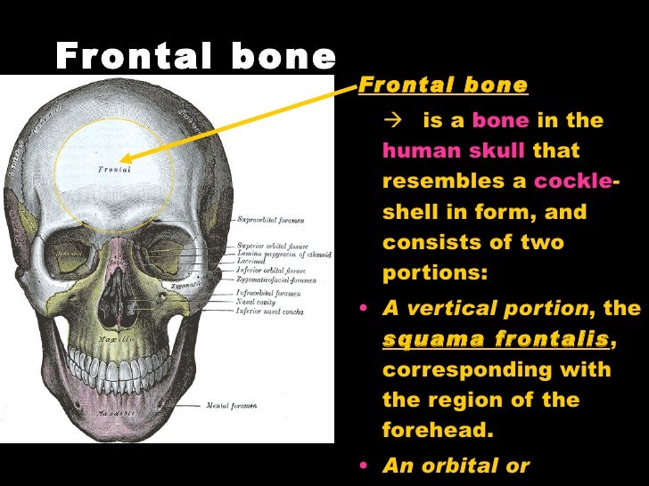 The Head - Human Anatomy
