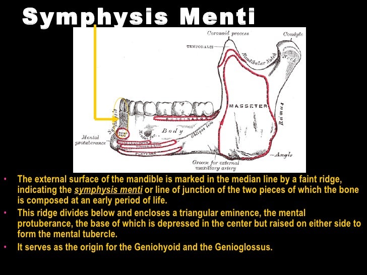 The Head - Human Anatomy