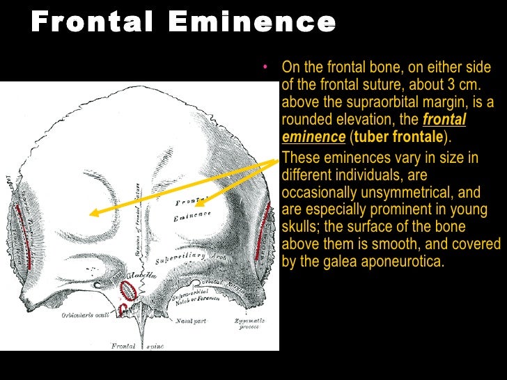 The Head - Human Anatomy