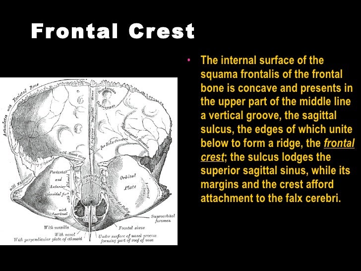 The Head - Human Anatomy