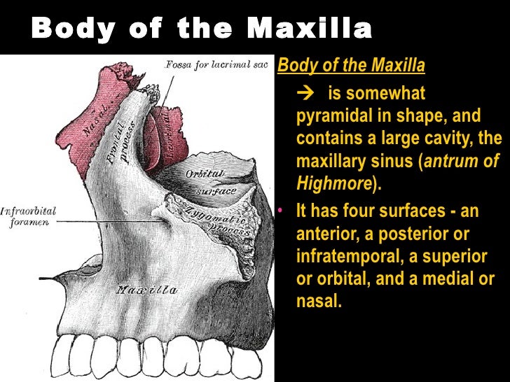 Anatomy Of Maxilla
