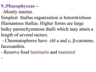 Classification of Algae | PPT
