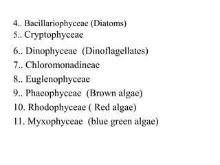Classification of Algae | PPT