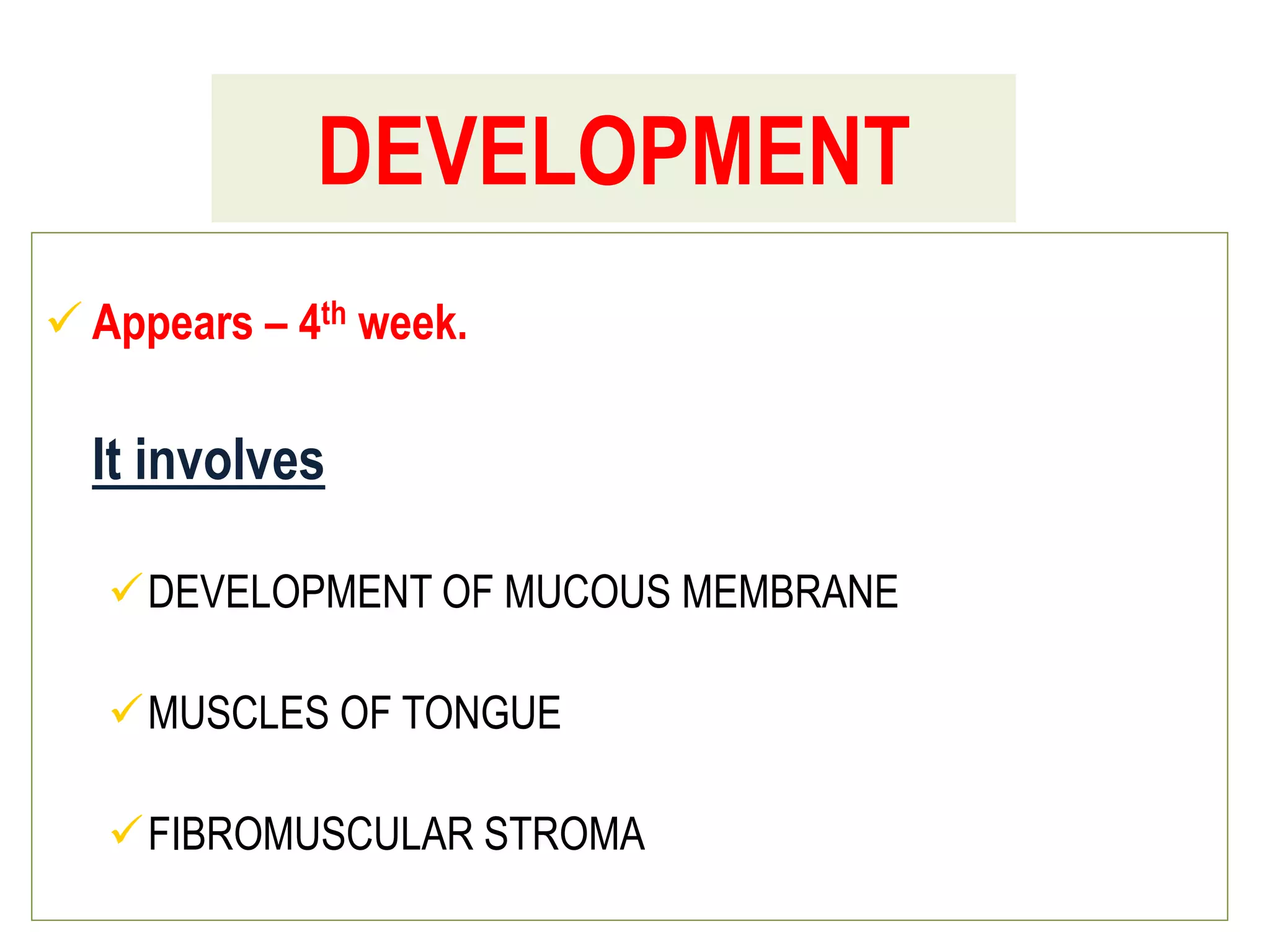 Tongue anatomy | PDF