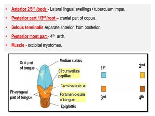 Tongue anatomy | PDF