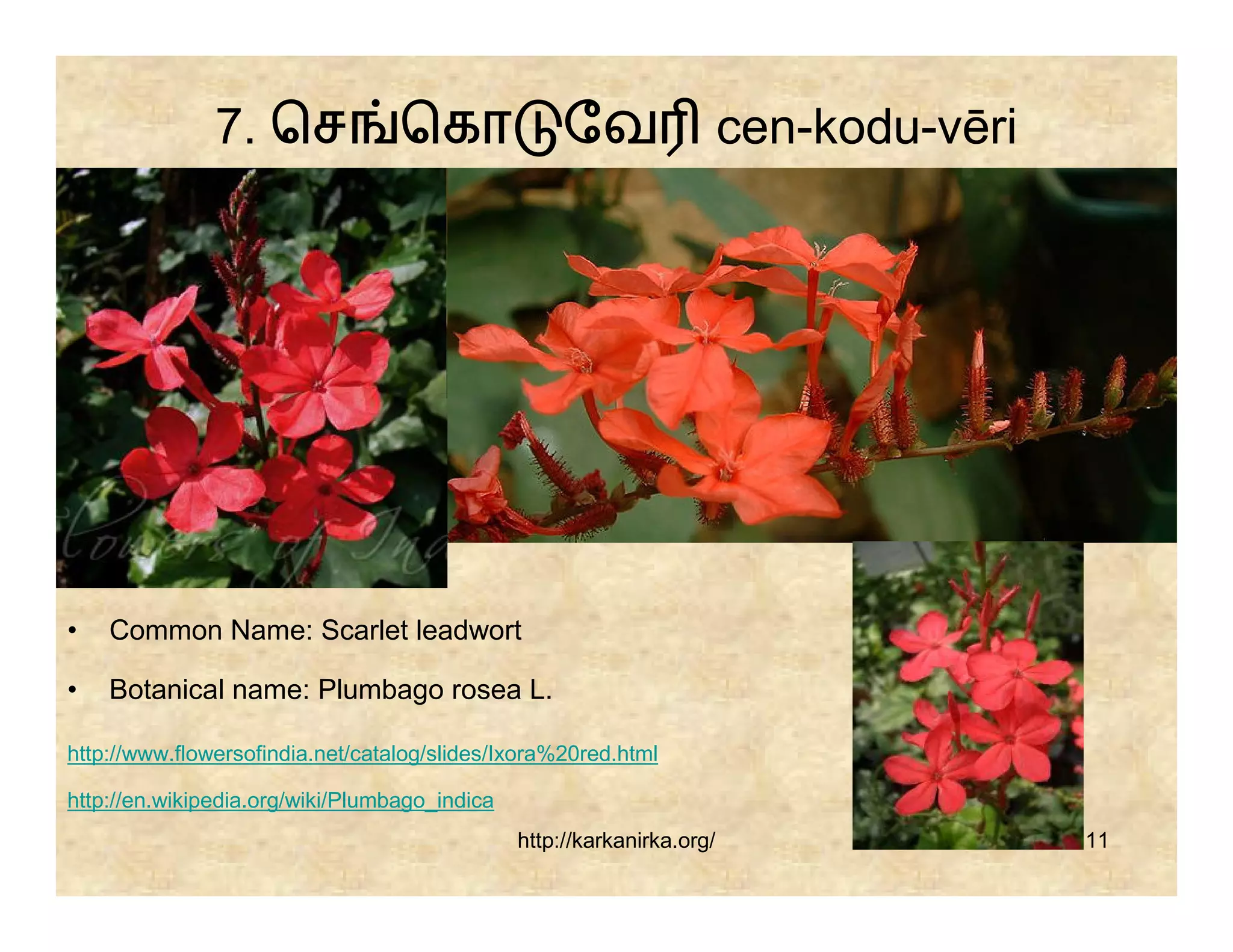 99 Tamil Flowers | PDF