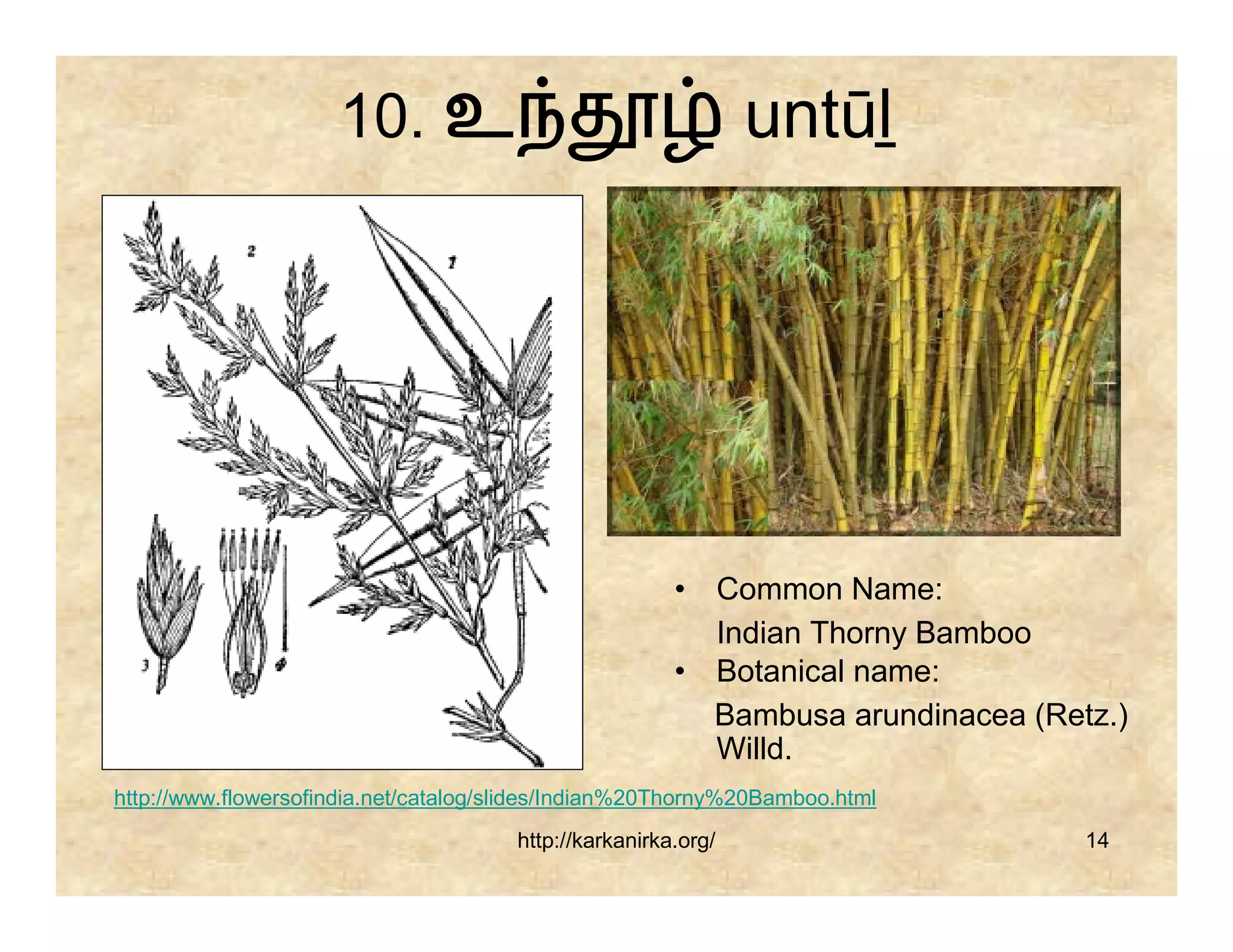 99 Tamil Flowers | PDF