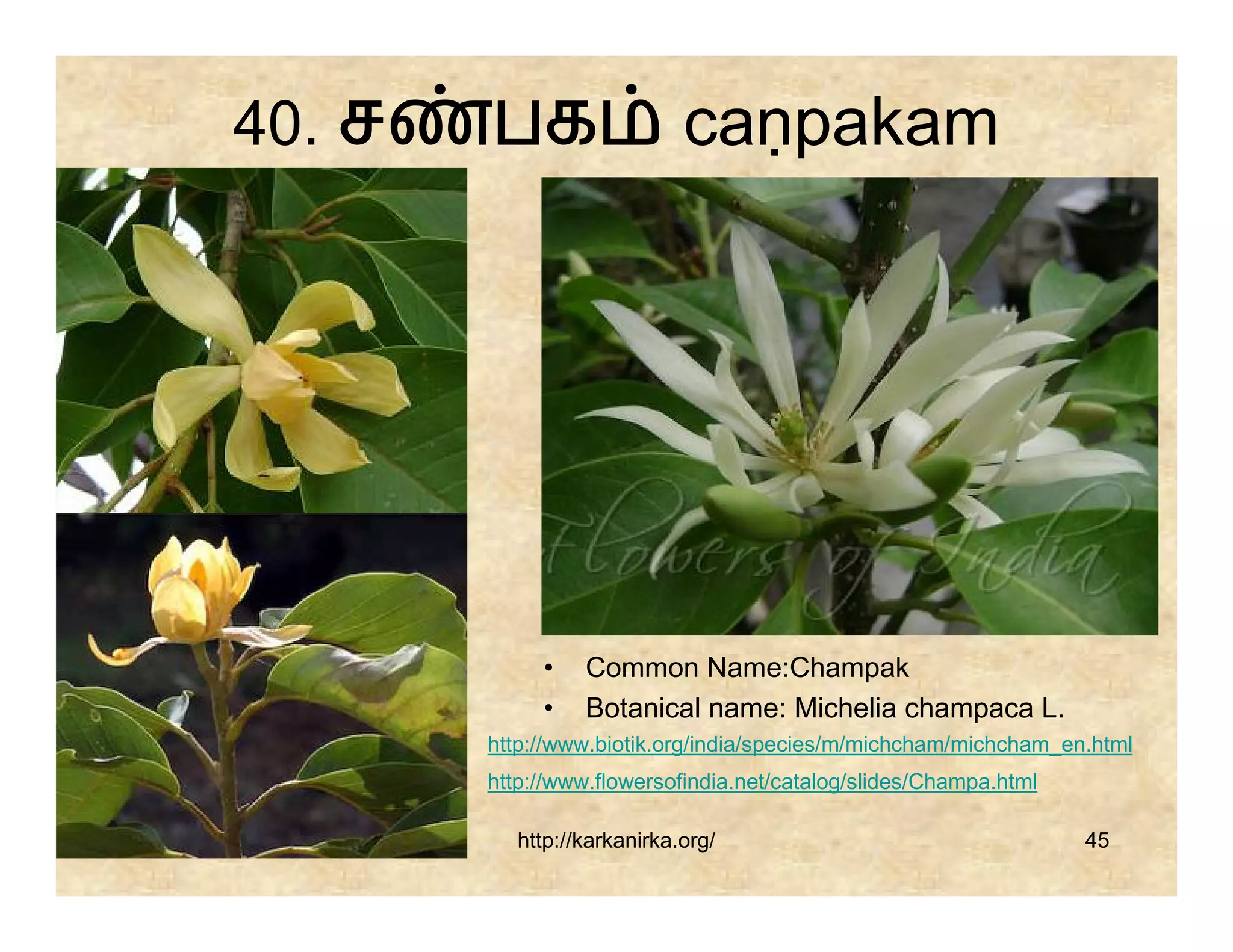 99 Tamil Flowers | PDF