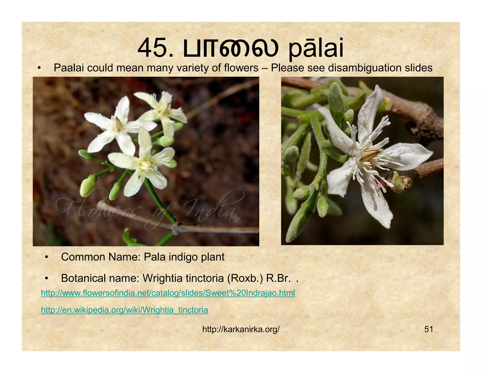99 Tamil Flowers | PDF