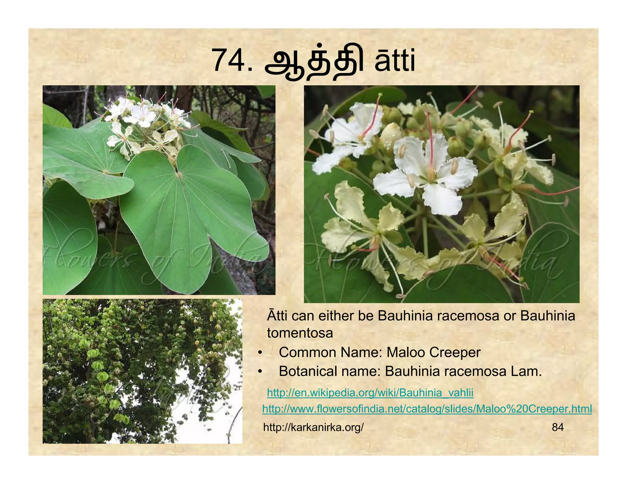 99 Tamil Flowers | PDF
