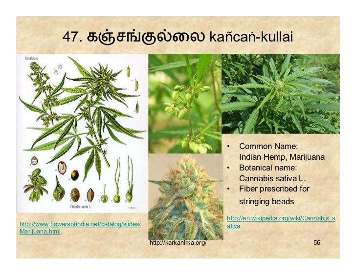 99 Tamil Flowers 99 Tamil Flowers