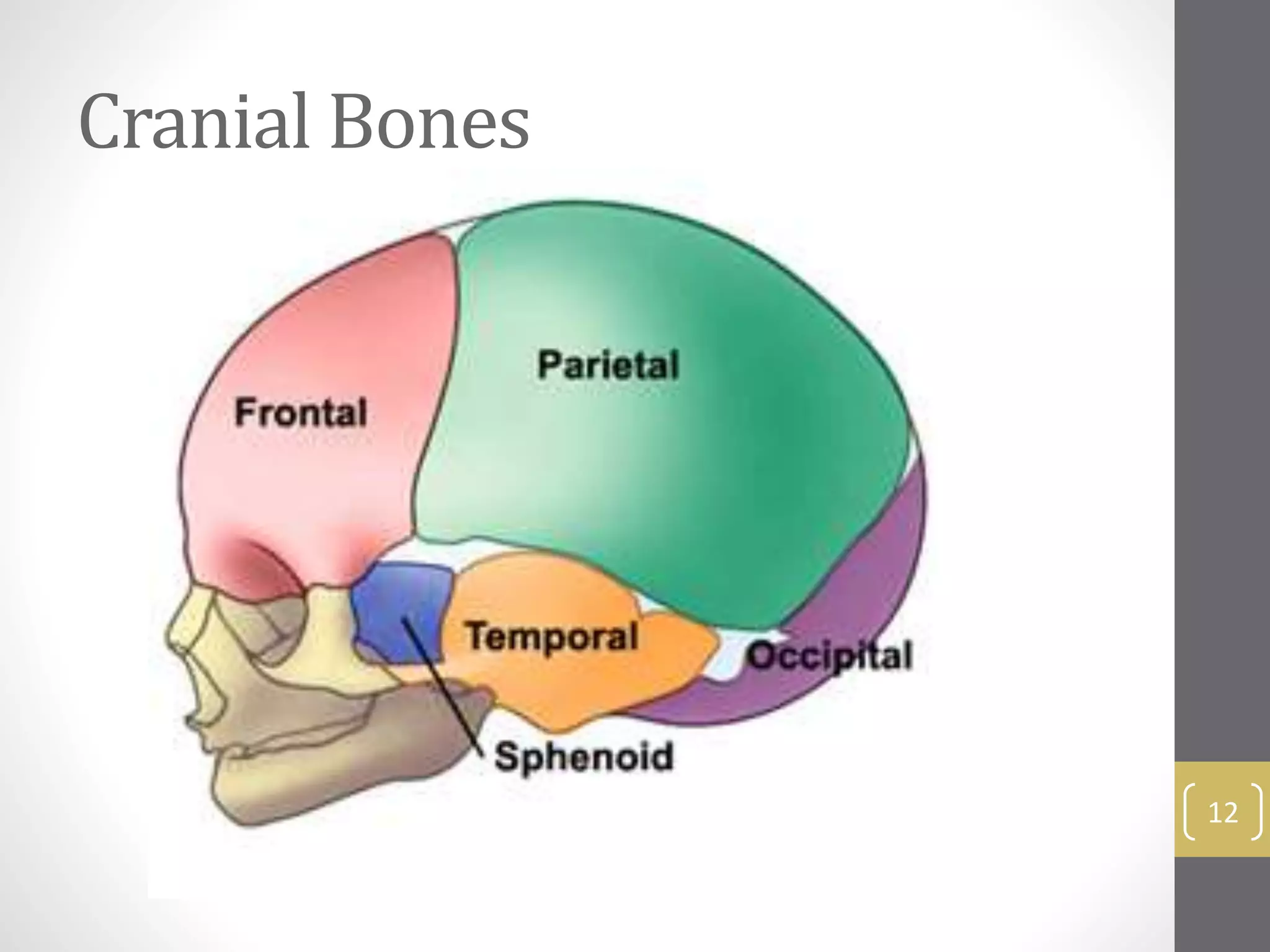 Craniosacral Inservice | PPTX