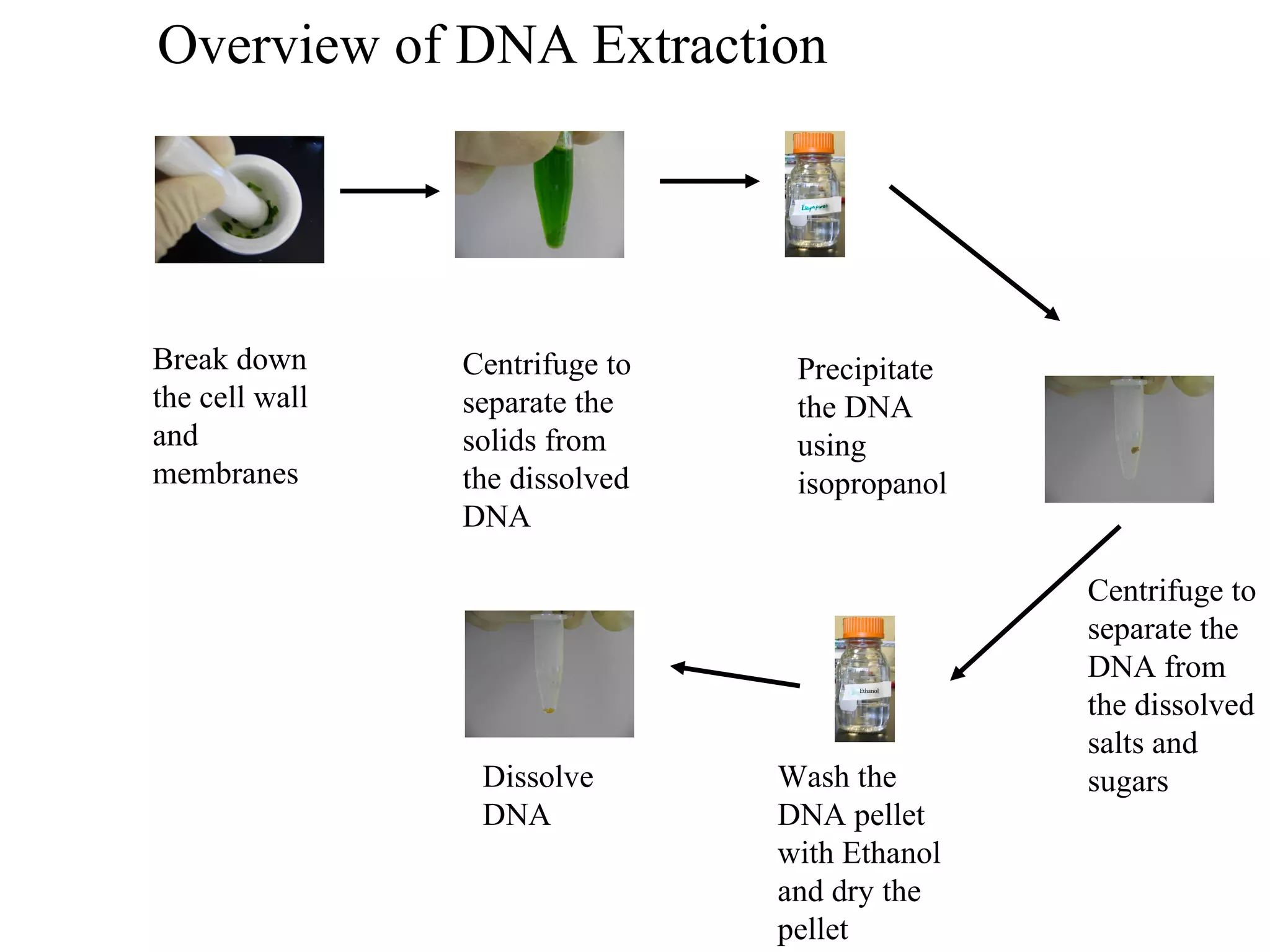 DNA_Extraction_Overview | PPT