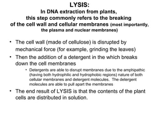 DNA_Extraction_Overview | PPT