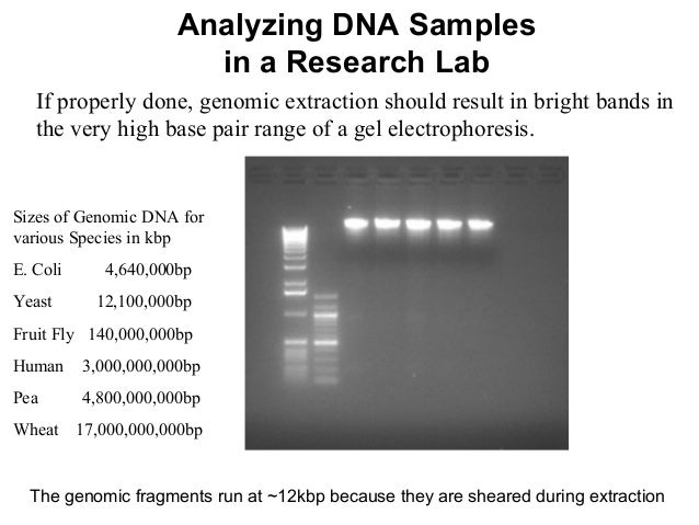 DNA_Extraction_Overview