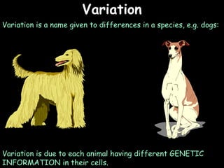 9 a inheritance and selection | PPT