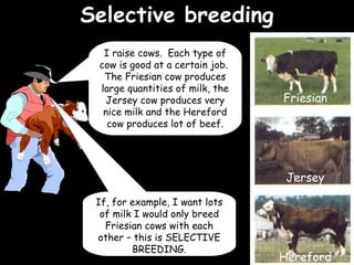9 a inheritance and selection | PPT
