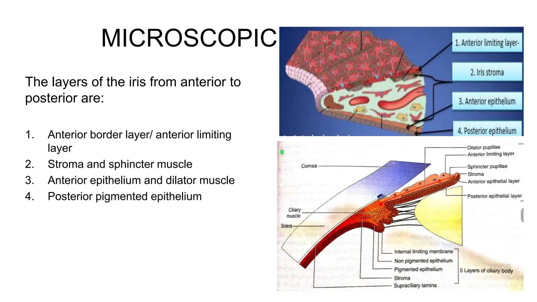 Anatomy of uvea UVEA of ophthalmology.pptx
