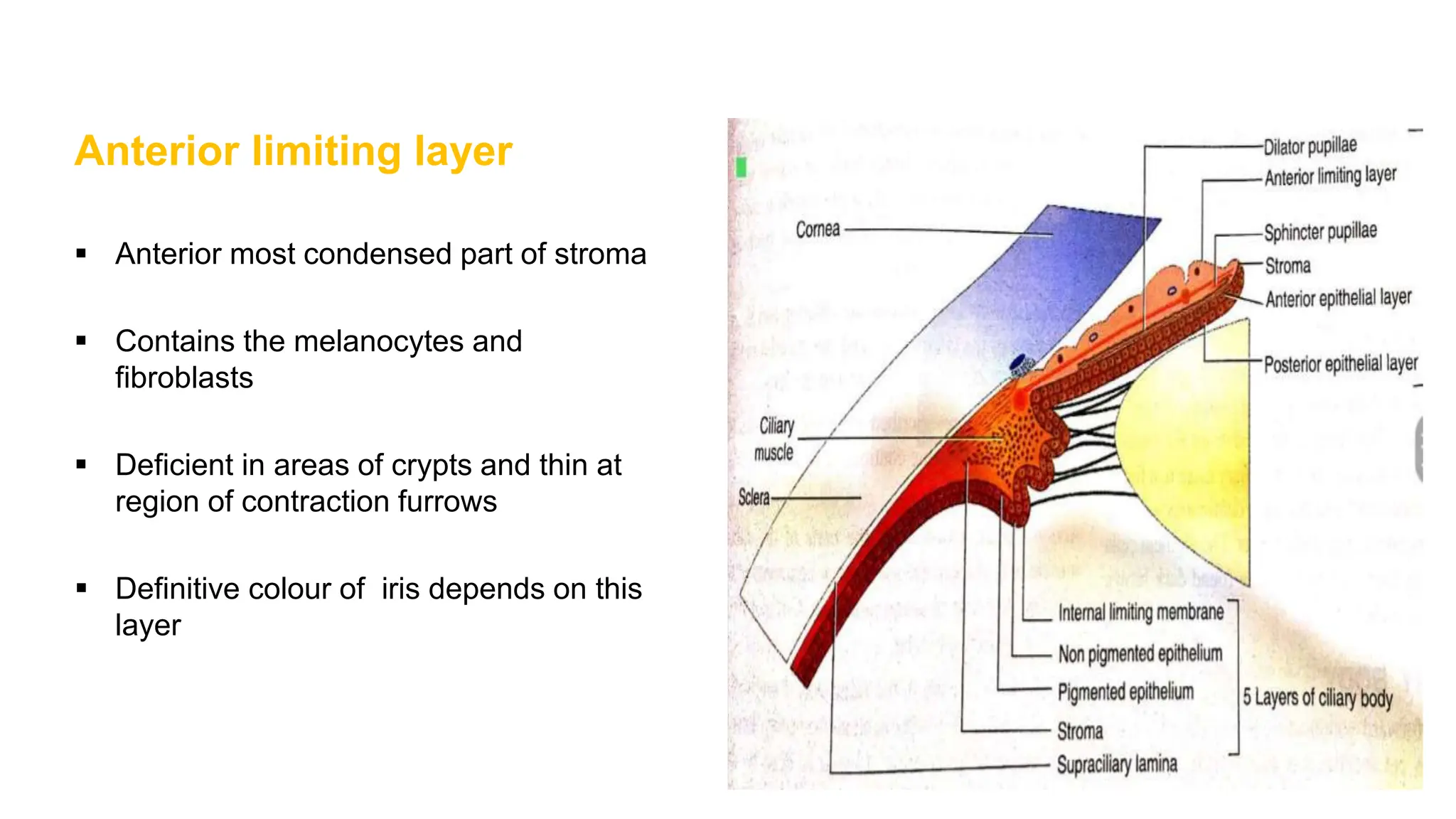 Anatomy of uvea UVEA of ophthalmology.pptx