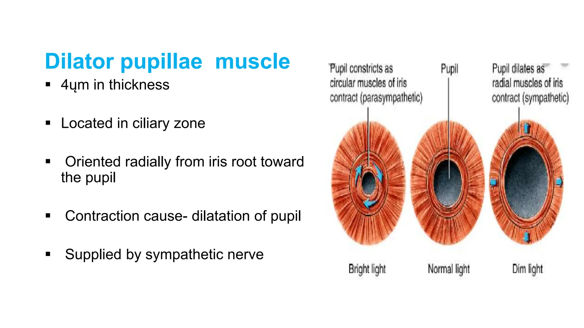 Anatomy of uvea UVEA of ophthalmology.pptx