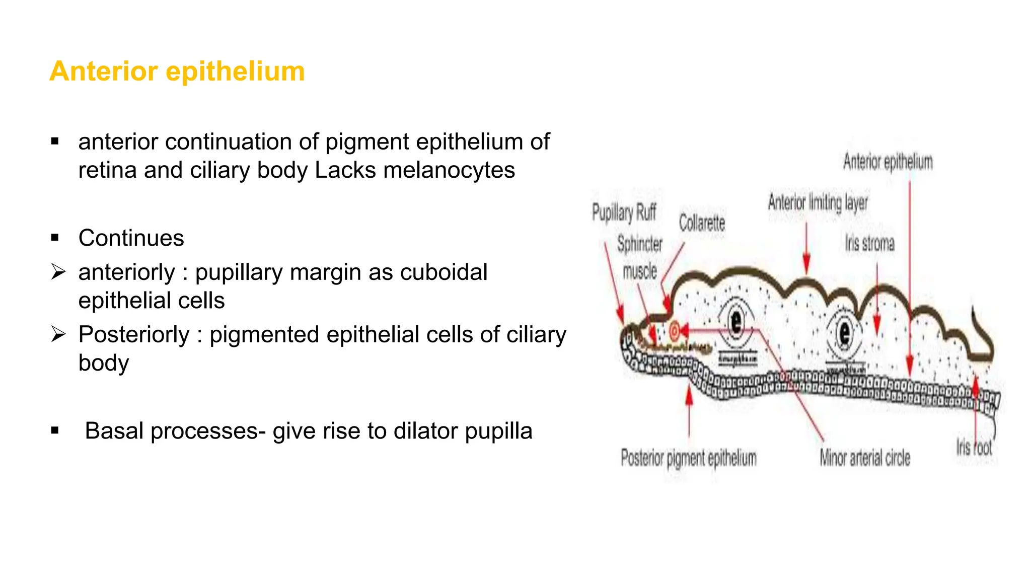 Anatomy of uvea UVEA of ophthalmology.pptx