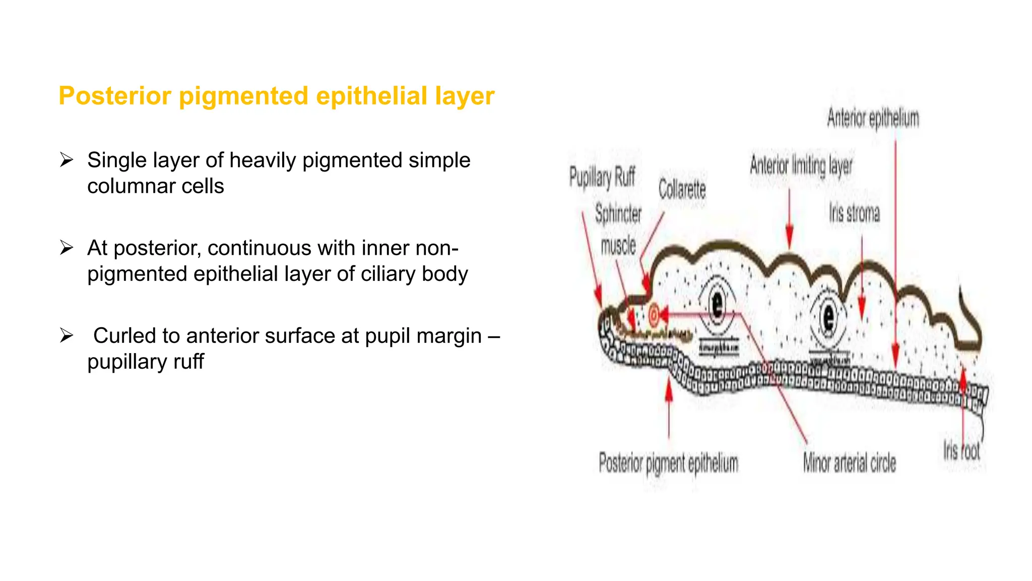 Anatomy of uvea UVEA of ophthalmology.pptx