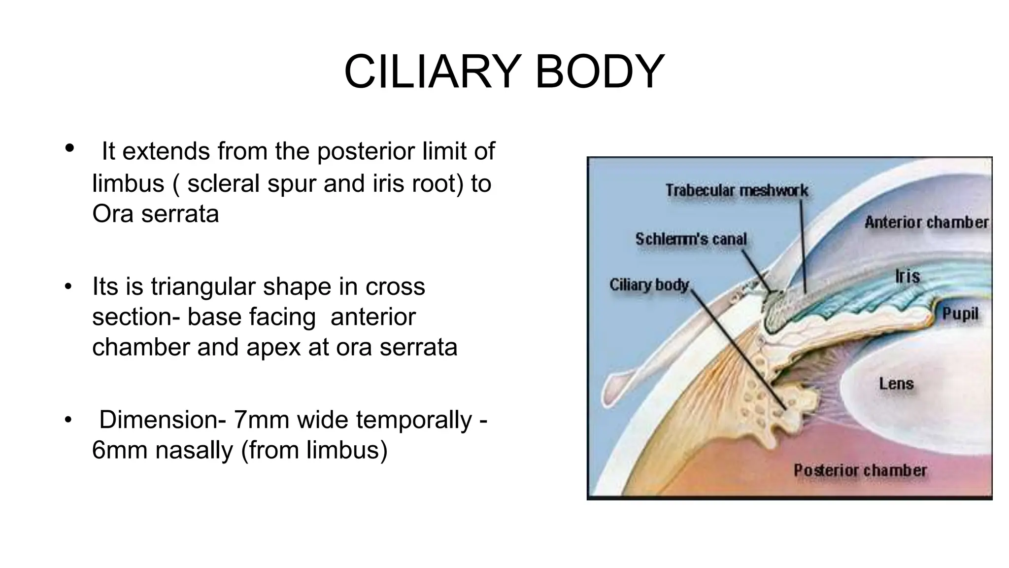 Anatomy of uvea UVEA of ophthalmology.pptx