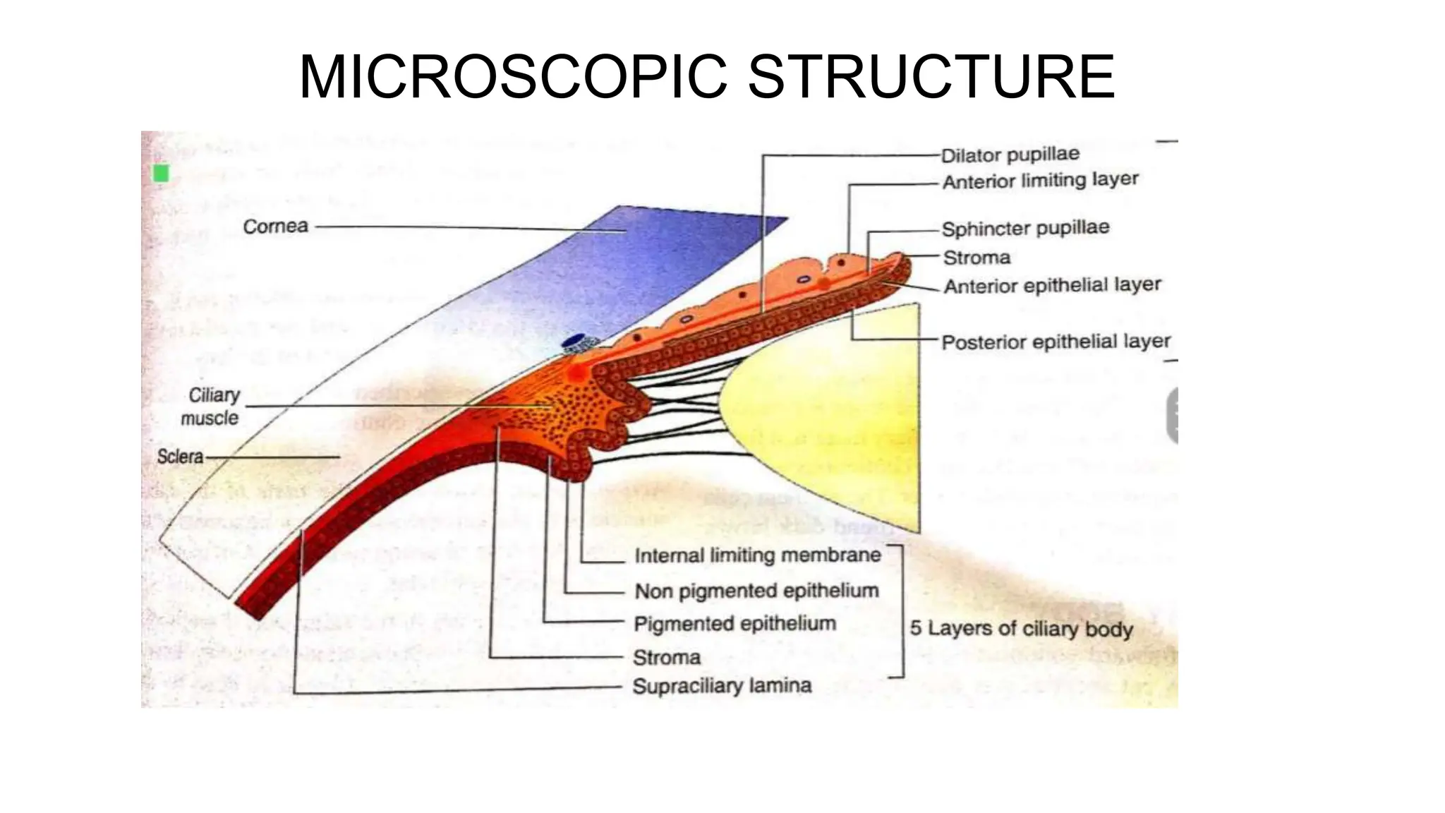 Anatomy of uvea UVEA of ophthalmology.pptx