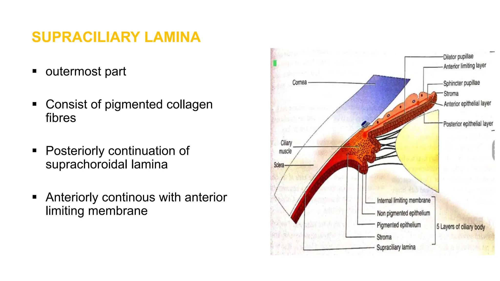 Anatomy of uvea UVEA of ophthalmology.pptx