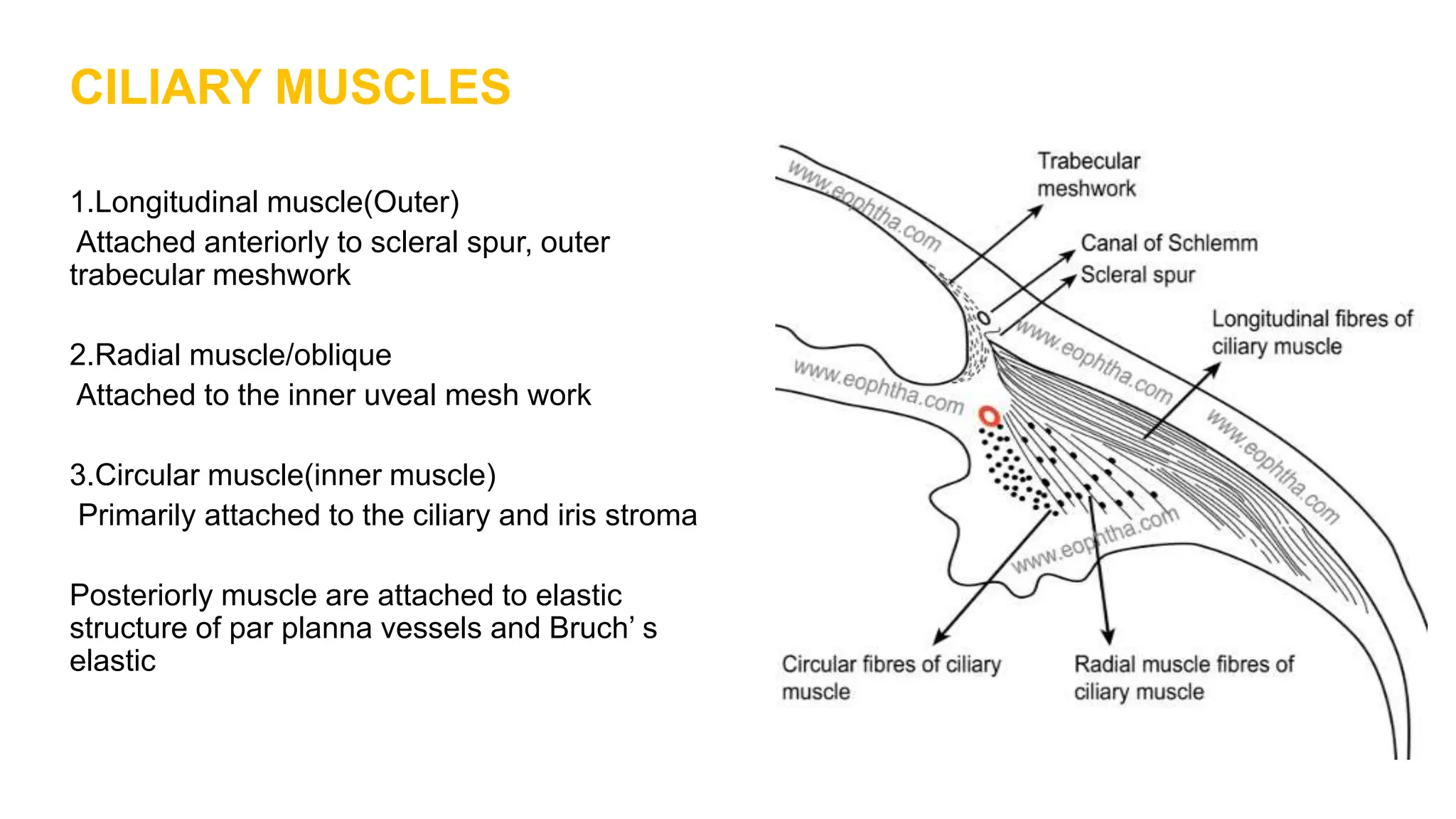 Anatomy of uvea UVEA of ophthalmology.pptx