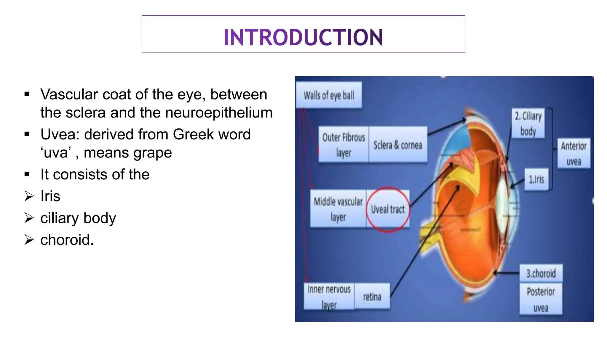 Anatomy of uvea UVEA of ophthalmology.pptx