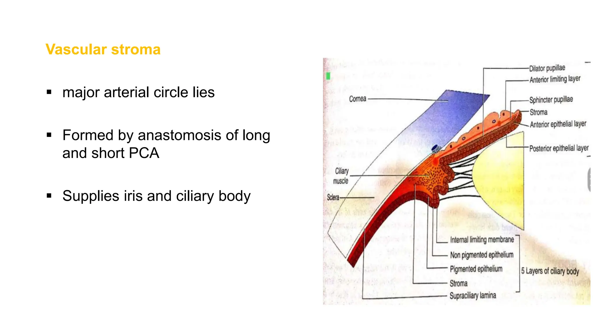 Anatomy of uvea UVEA of ophthalmology.pptx
