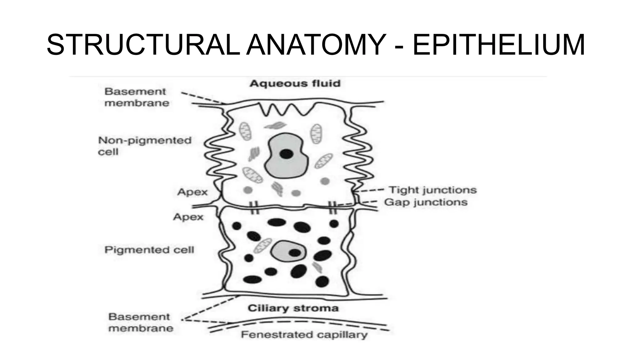 Anatomy of uvea UVEA of ophthalmology.pptx