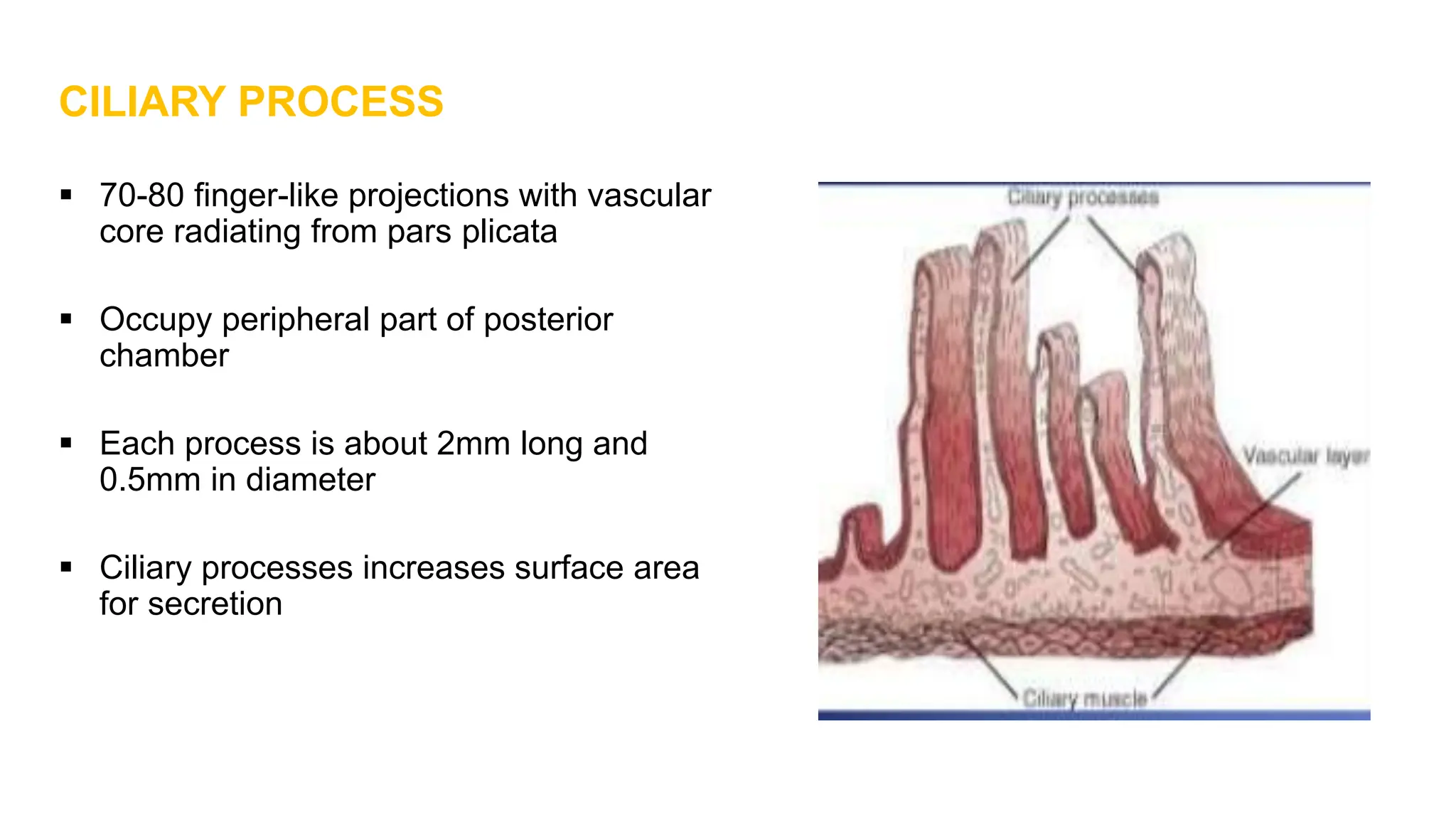 Anatomy of uvea UVEA of ophthalmology.pptx