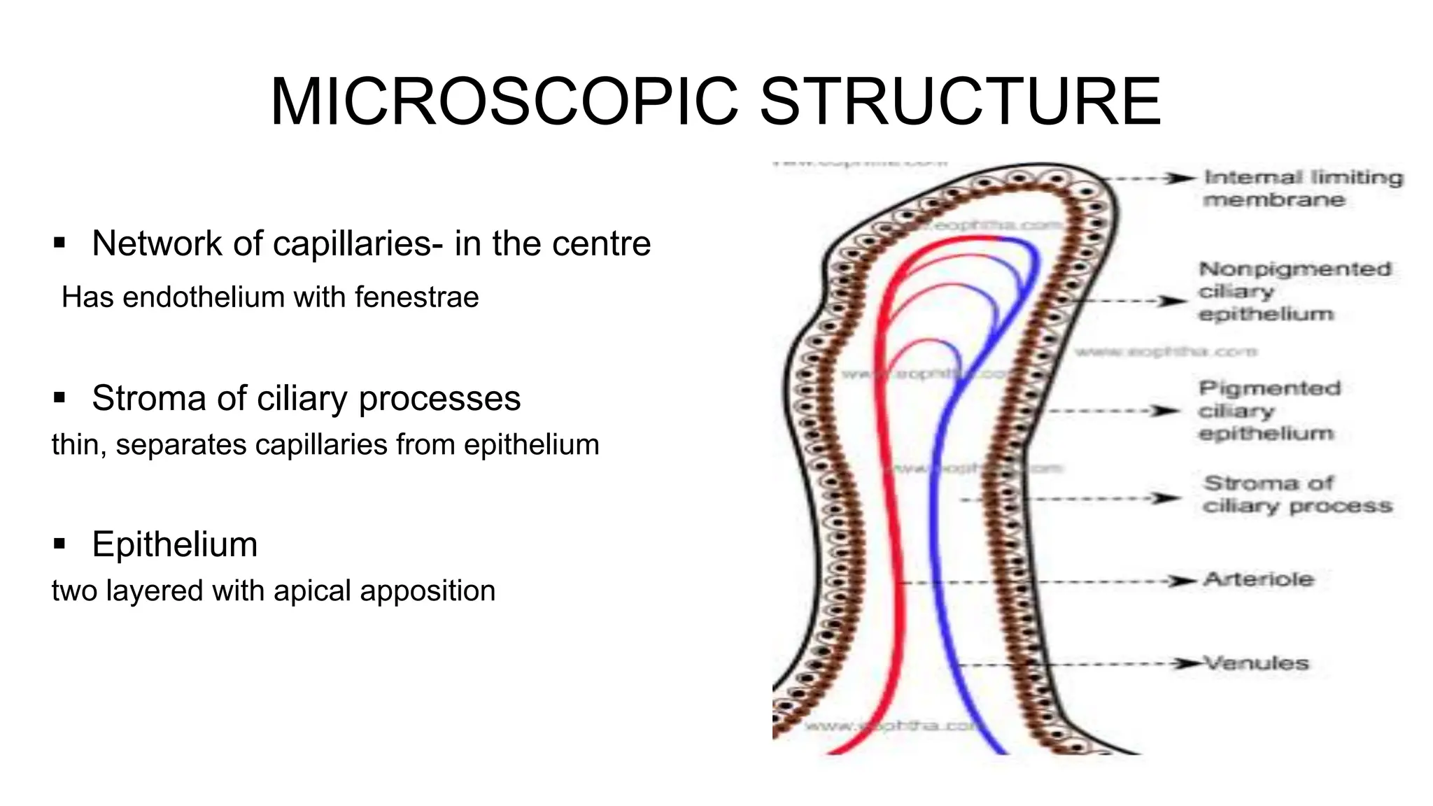 Anatomy of uvea UVEA of ophthalmology.pptx